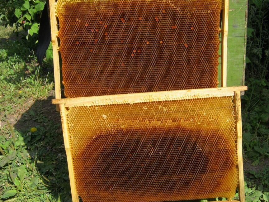 Продам суш "Рут" "Дадан"