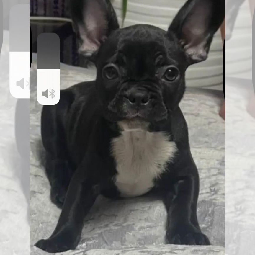 Французский бульдог, щенок