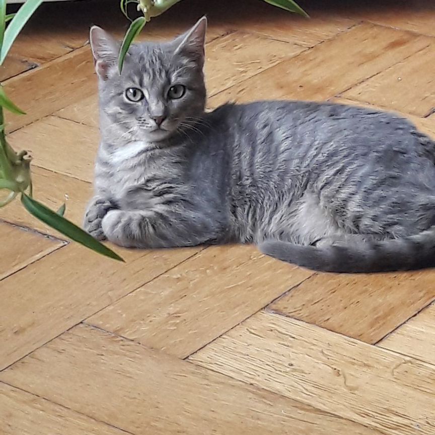 Красавица