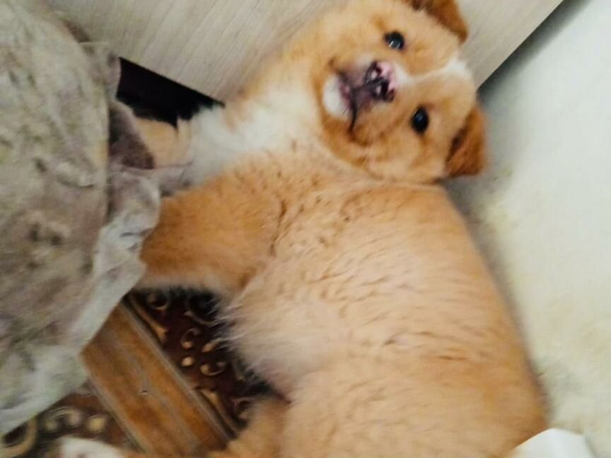 Щенок(девочка) в добрые руки