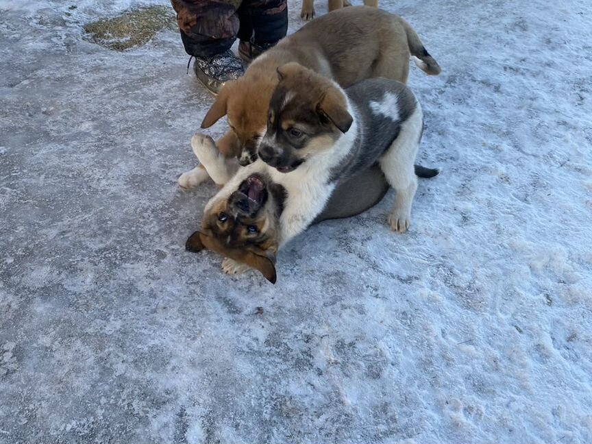 Щенок в добрые руки