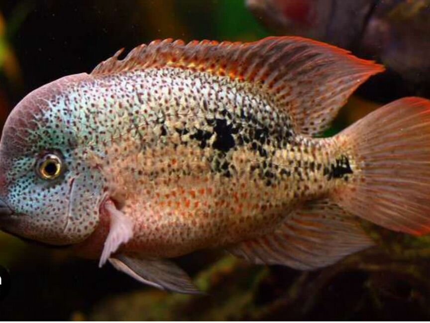 Въеха хартвеги