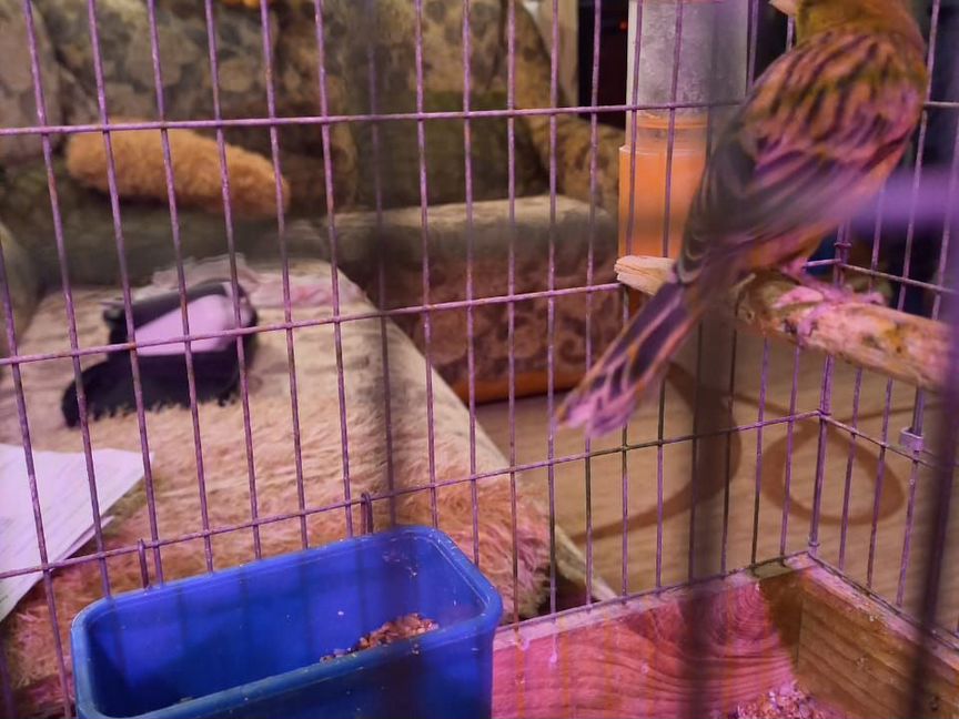 Продам канареек