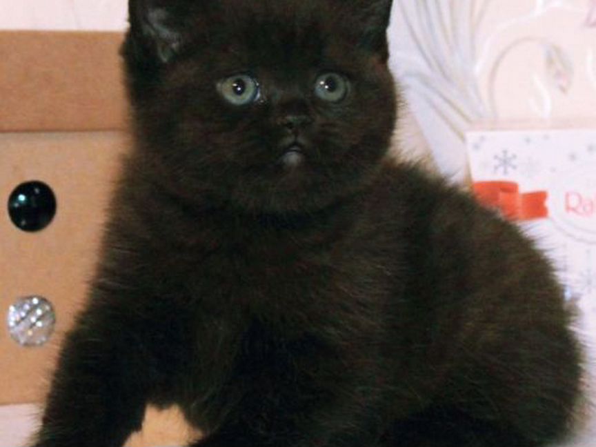 Плюшевые шикарные бриташки