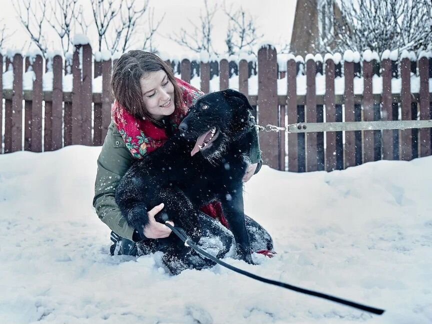 Собака в добрые руки отдам бесплатно