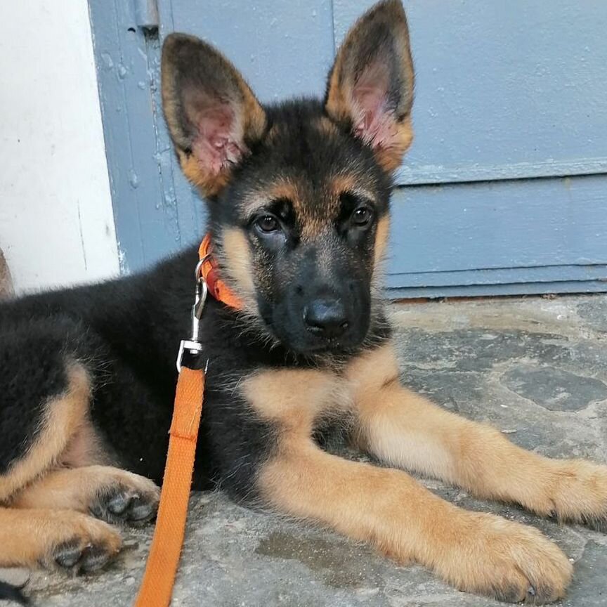 Собака немецкая овчарка для охраны