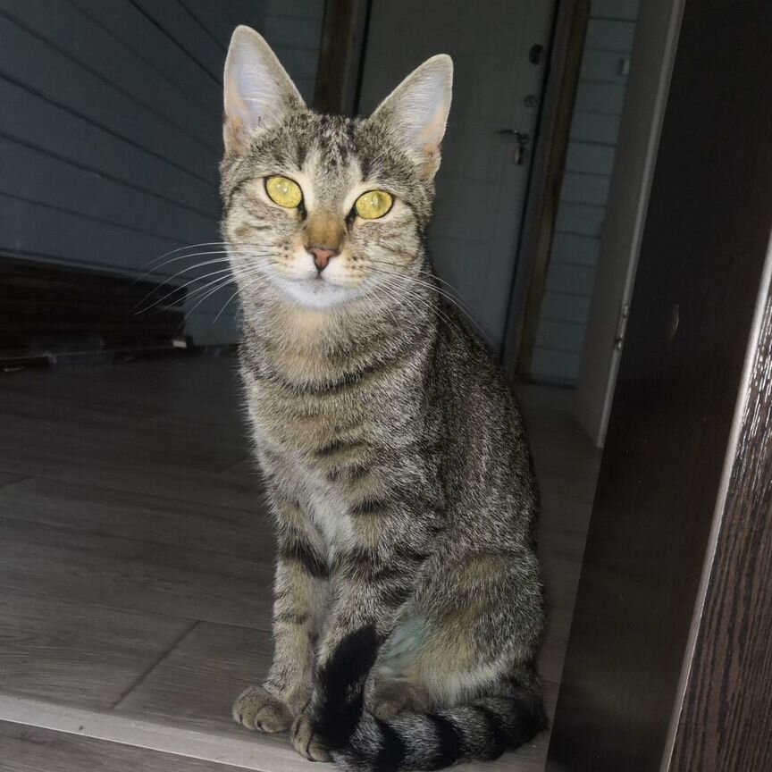 Кошка в добрые руки