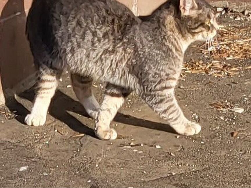 Счастливый кот-борец