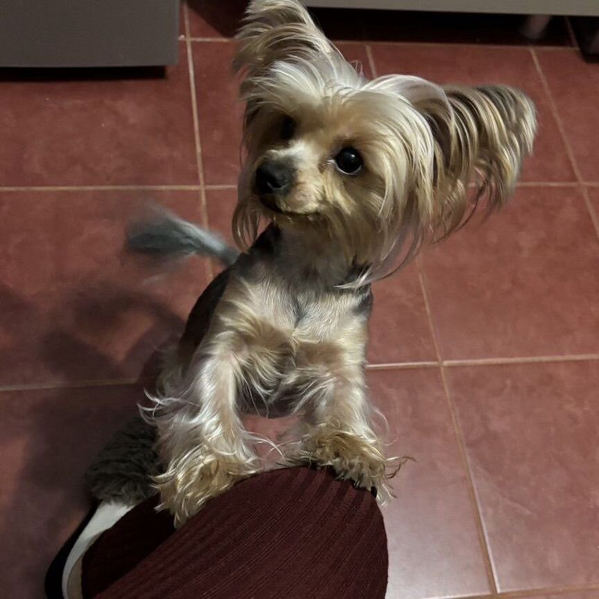 Йоркширский терьер, взрослая собака