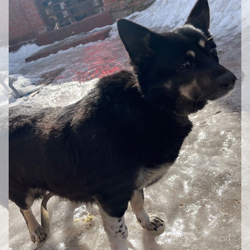 Маленькая собака