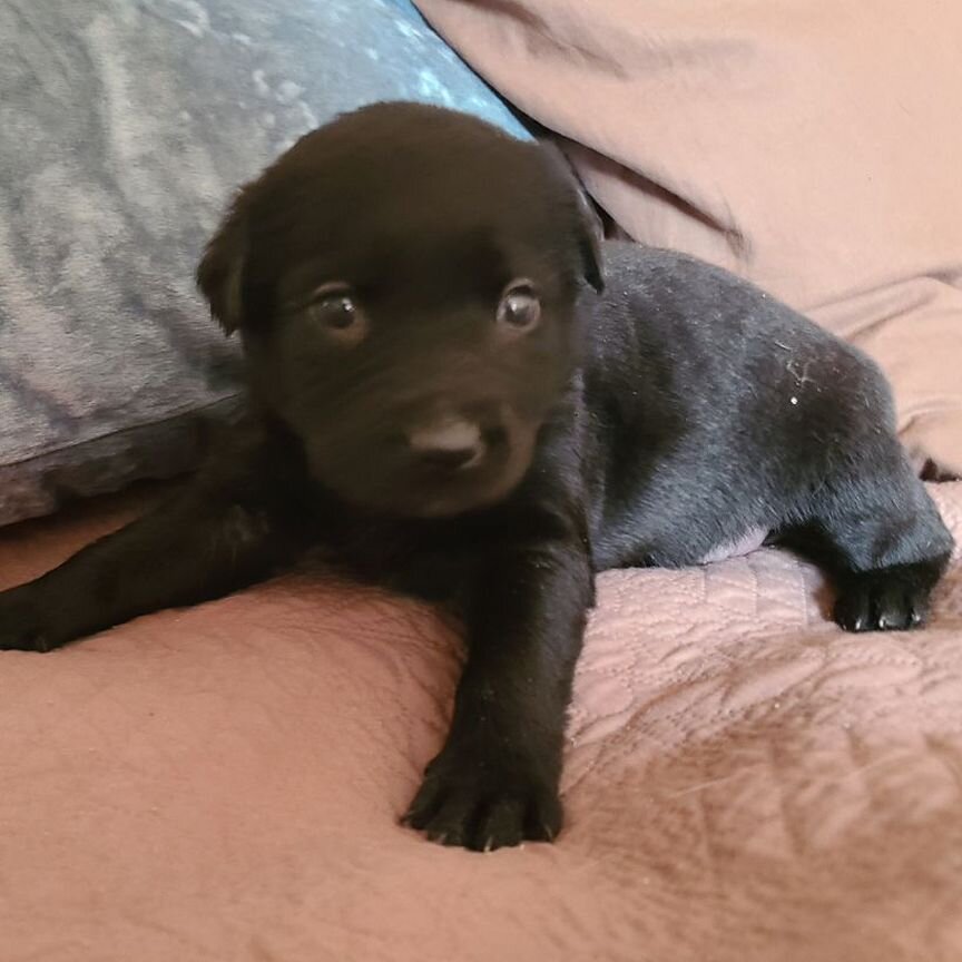 Щенок в добрые руки