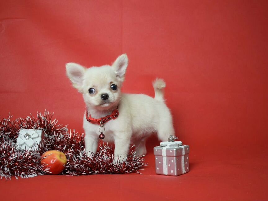 Чихуахуа мальчик зефирчик