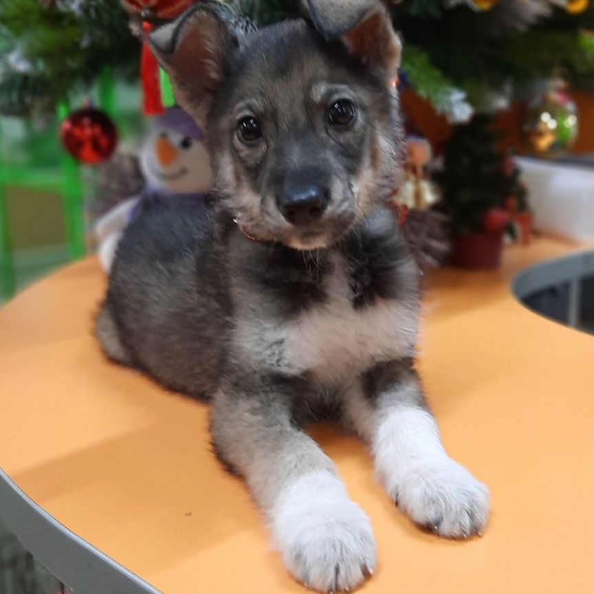 Щенок в добрые руки