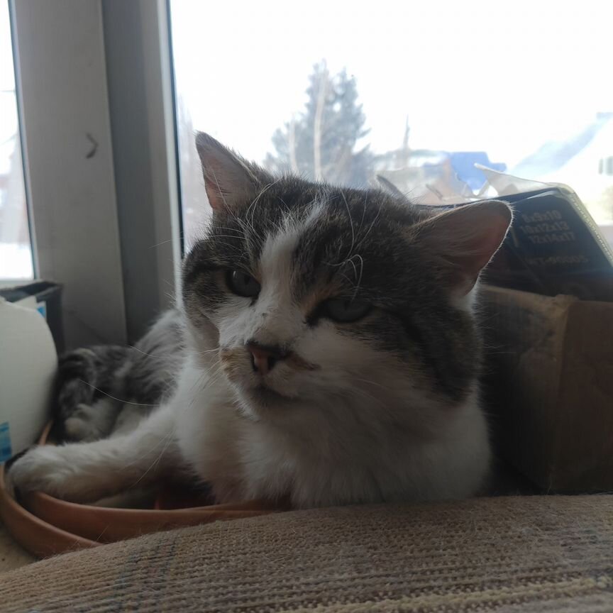 Котики бесплатно в добрые руки