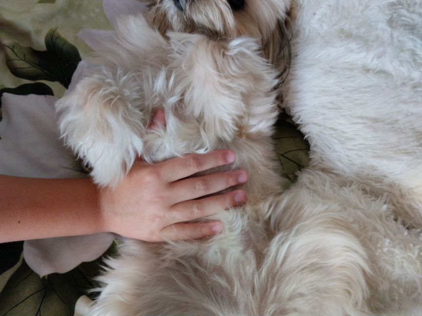 В Добрые руки Шпице-Йорк