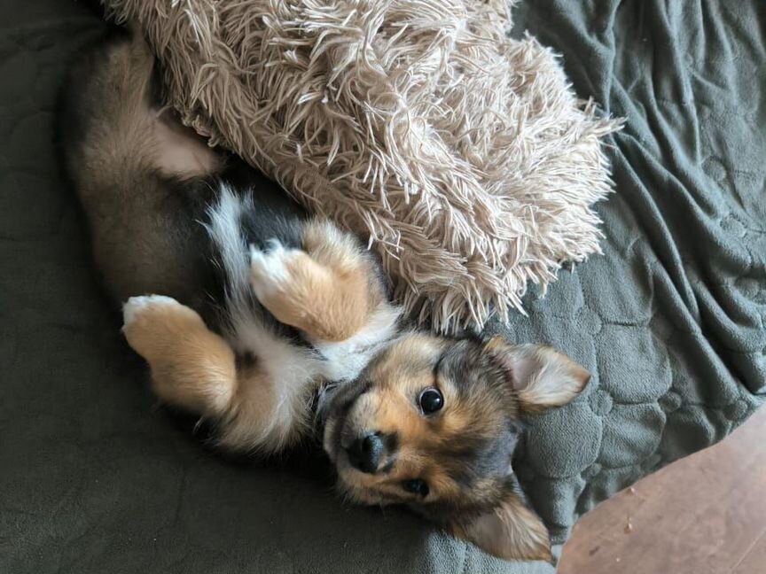 Девочка-метис. В добрые руки