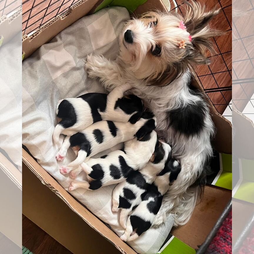 Бивер-йоркширский терьер, щенок