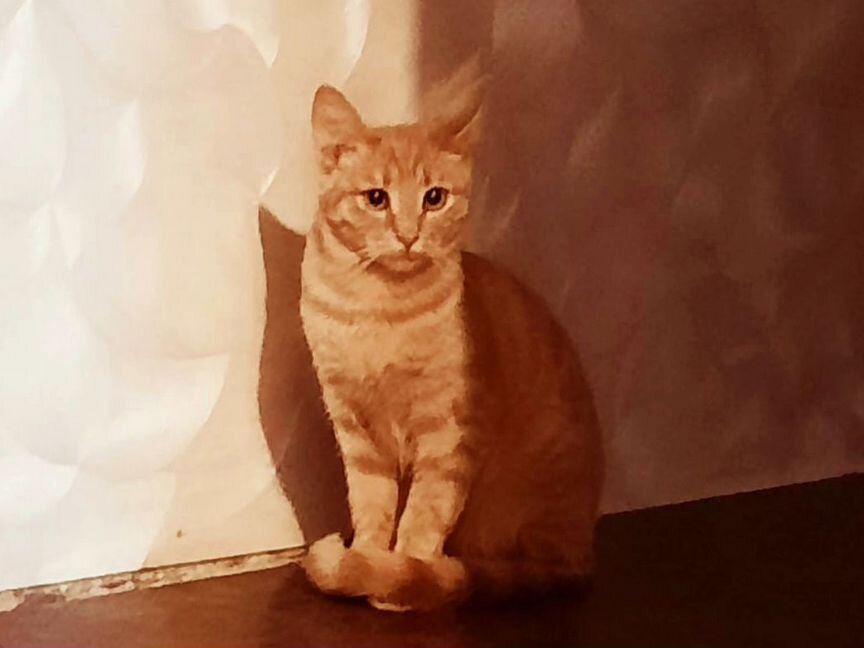 Рыжий котенок