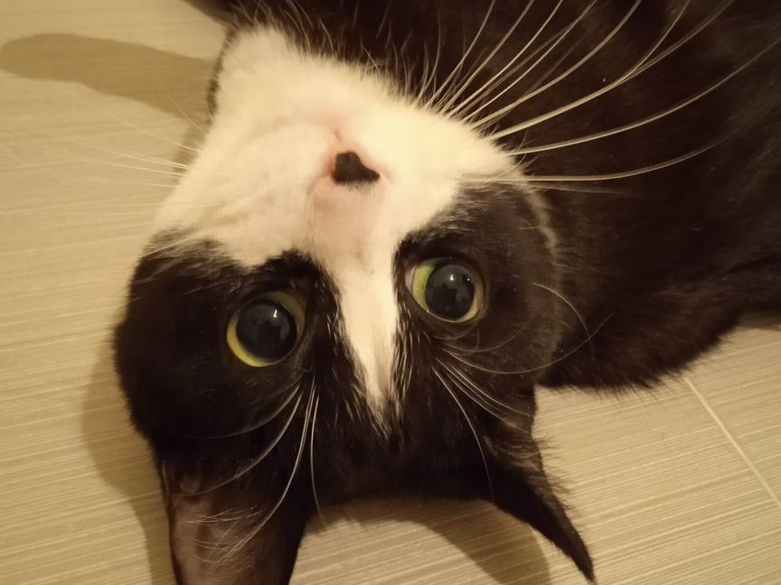 Кошечка ищет дом