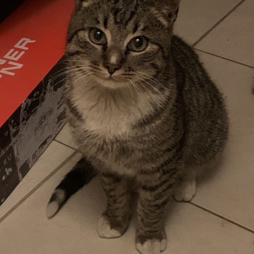 Котенок в добрые руки даром