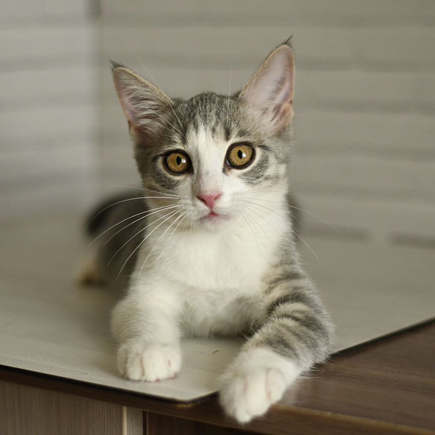 Котенок в добрые руки
