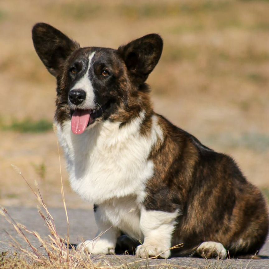 Девочка вельш корги