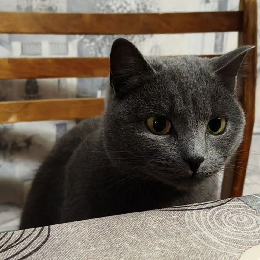 Взрослая, кошка в добрые руки