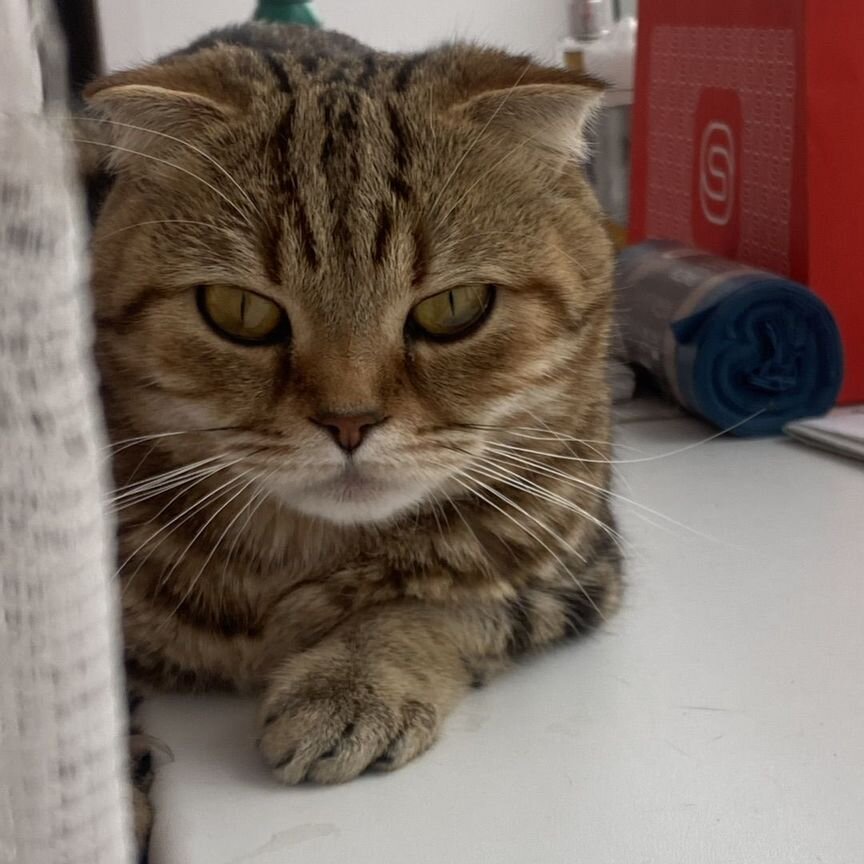 Шотландская кошка