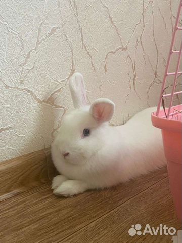 Декоративный кролик с клеткой