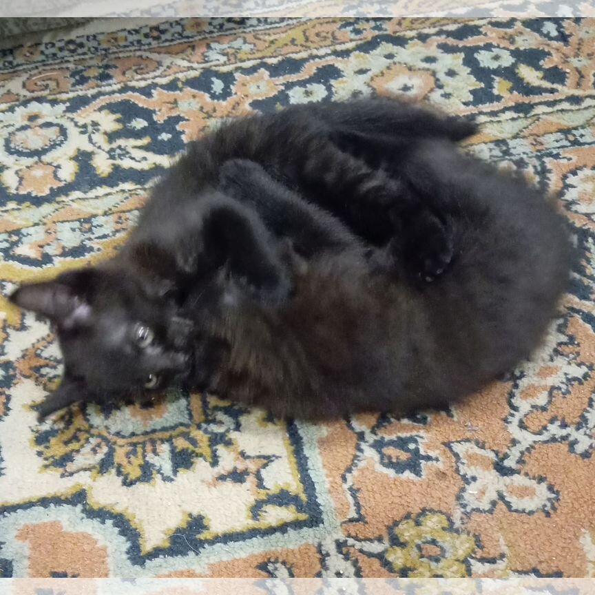 Котёнок в добрые руки