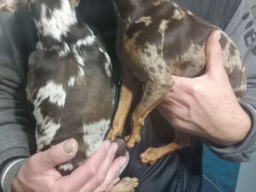 Щенки русский той-терьер