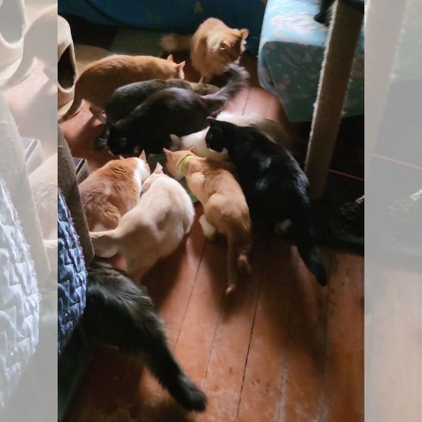 Приют примет помощь