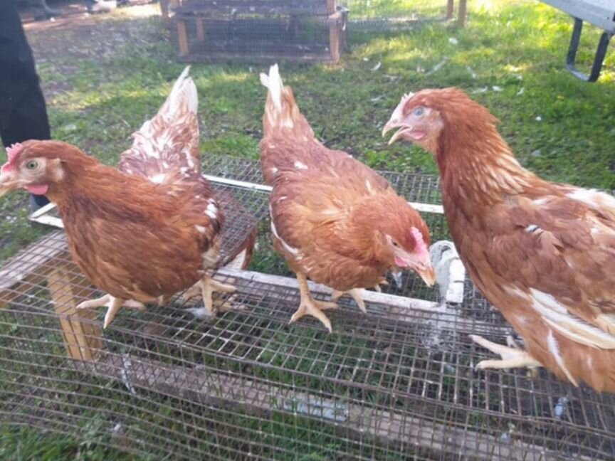 Куры несушки от 50шт