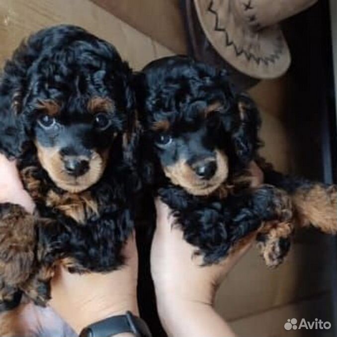 Пудель той миниатюра черно-подпалый фантом РКФ