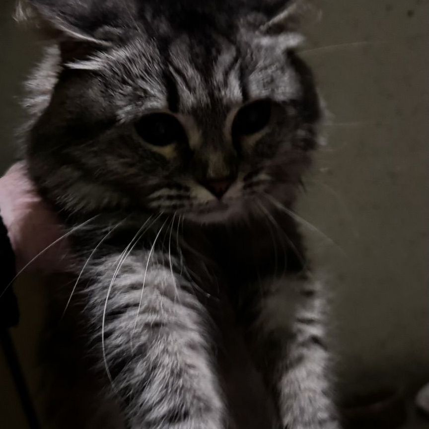 Нашли кошечку