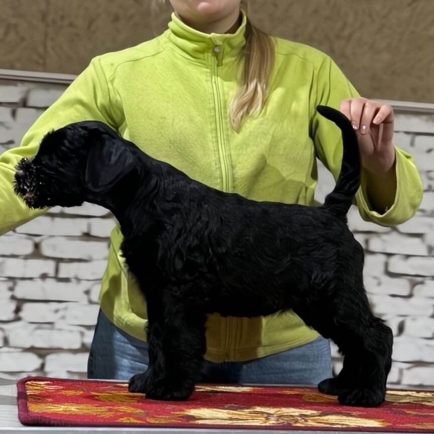 Ризеншнауцер, щенок