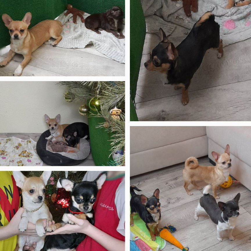 Чихуахуа, щенок