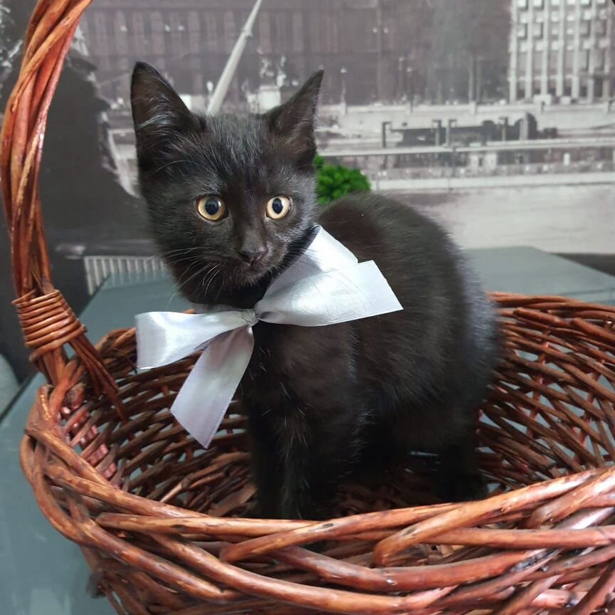 Непоседа киса в дар