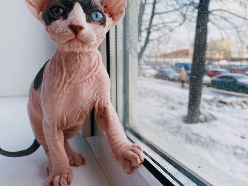 Котята эльфы