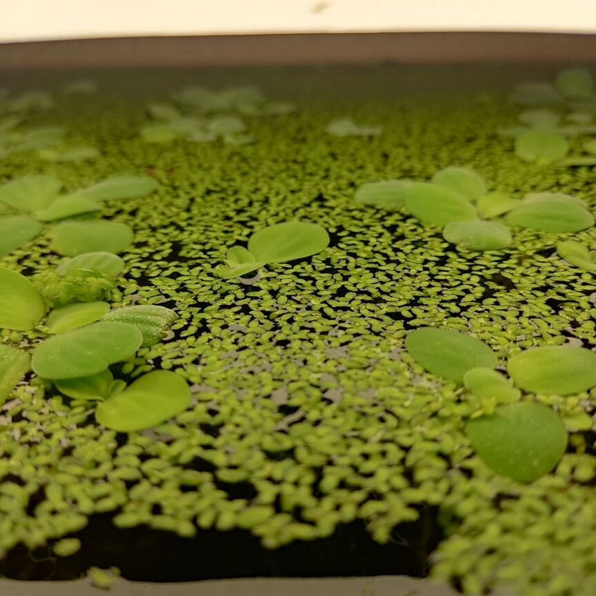 Ряска для аквариума