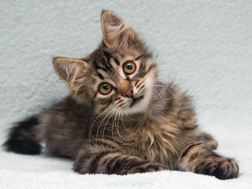 Котенок мальчик
