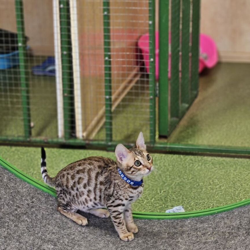 Бенгальские котята