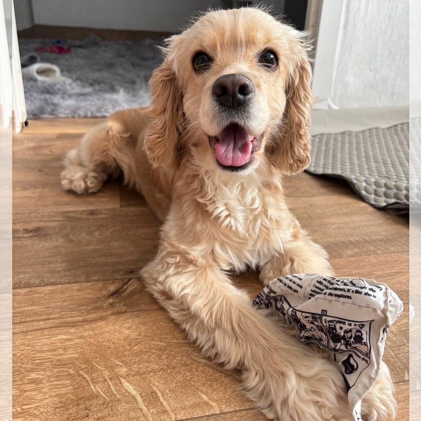 Английский кокер-спаниель, взрослый пёс