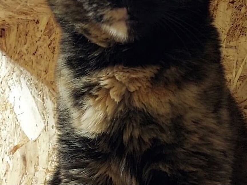 Кошка
