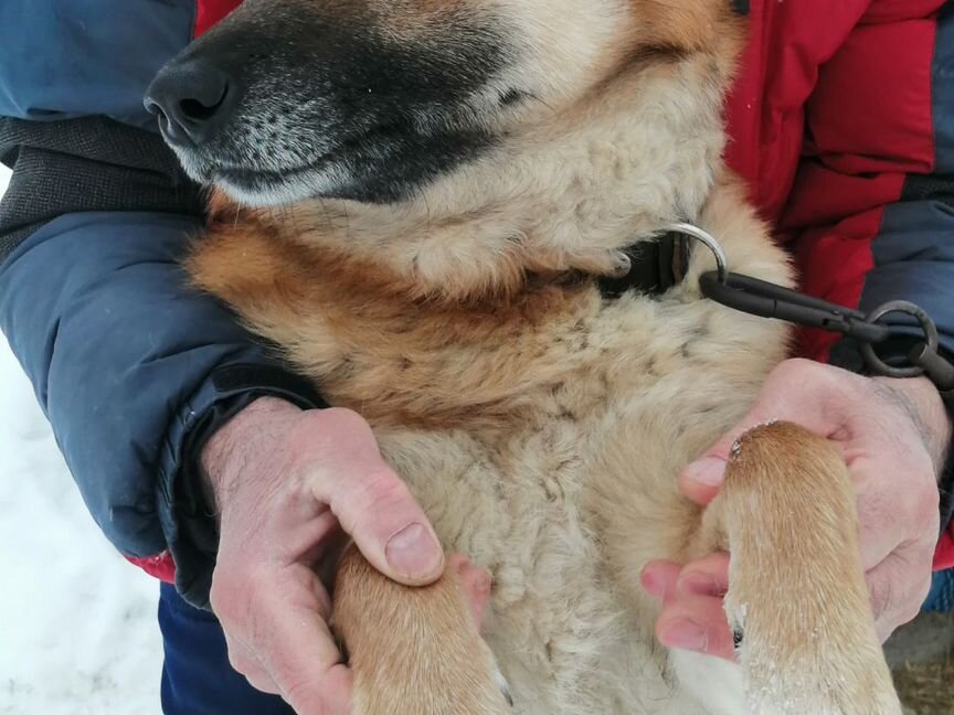 Собака в добрые руки отдам бесплатно