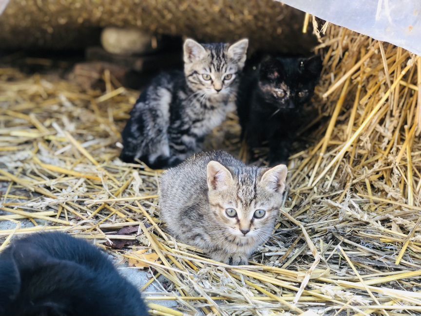Отдам котенка в добрые руки