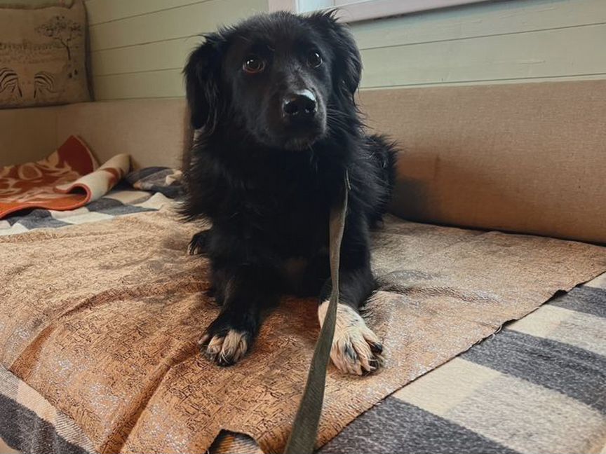 Собака в добрые руки