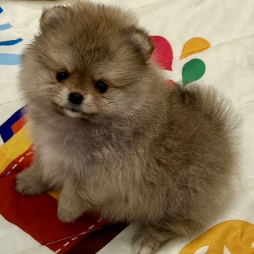Померанский шпиц, щенок