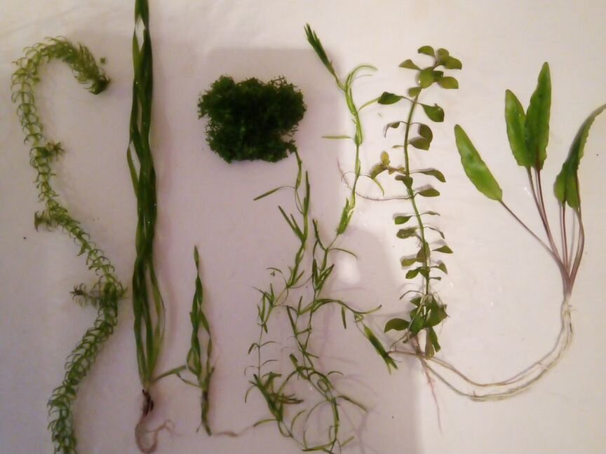 Аквариумные растения