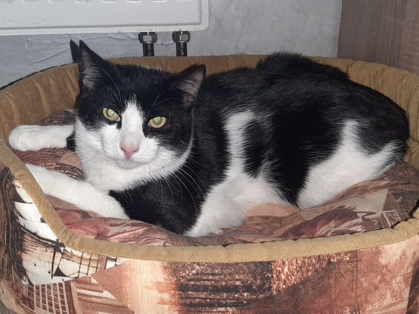 Котёнок